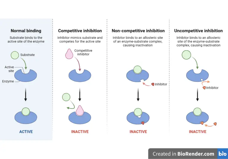 Enzyme Inhibition And Types Of Enzyme Inhibitors » Microbiology Study